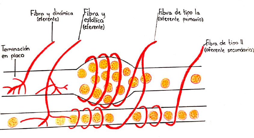 Huso Neuromuscular | Genially