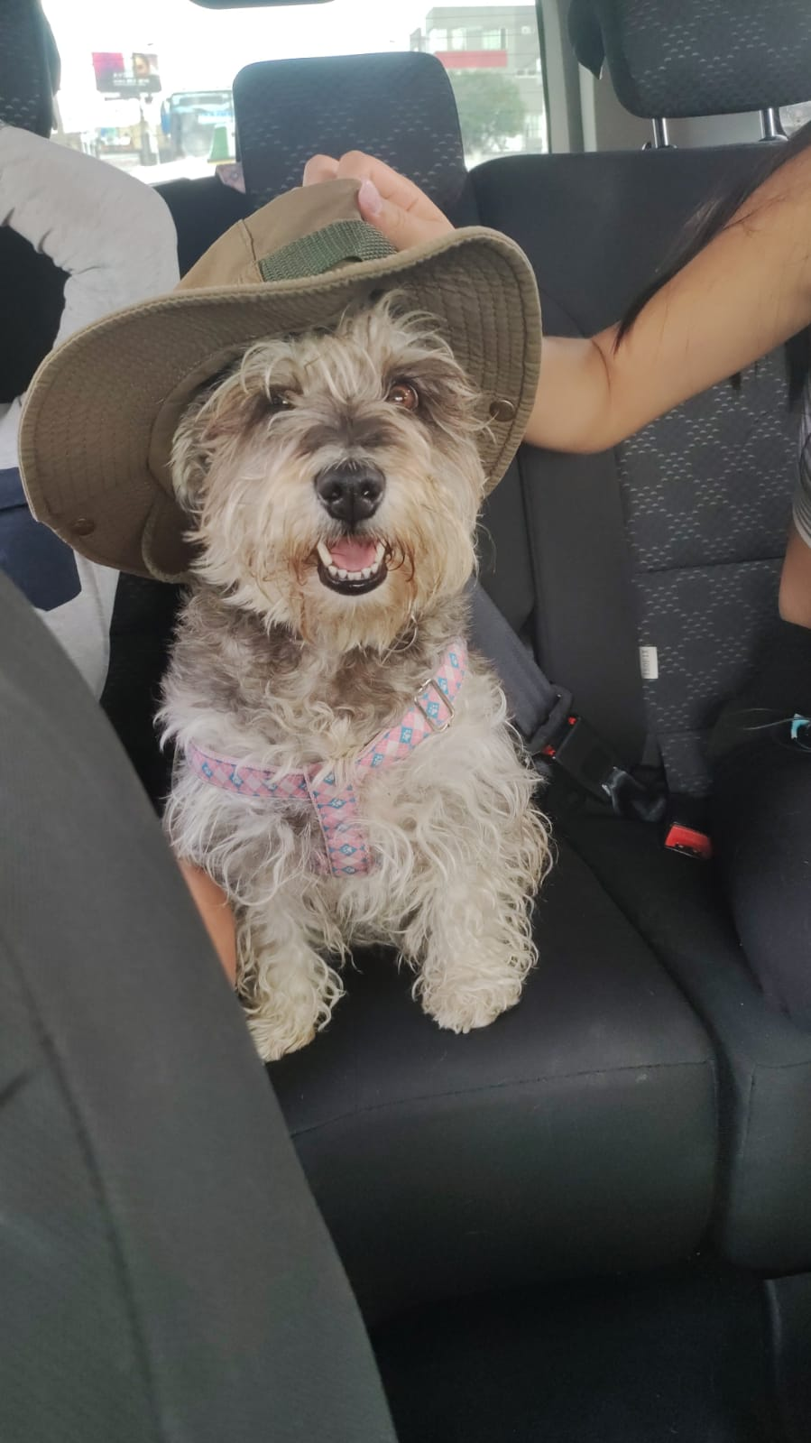 Grupos taxonomicos | Genially