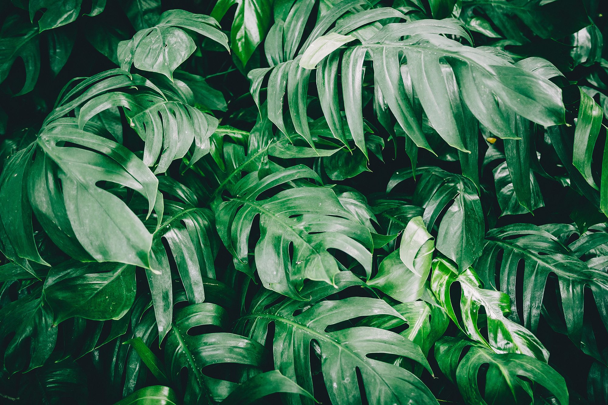 Fatti di cellule - 2nd | Genially