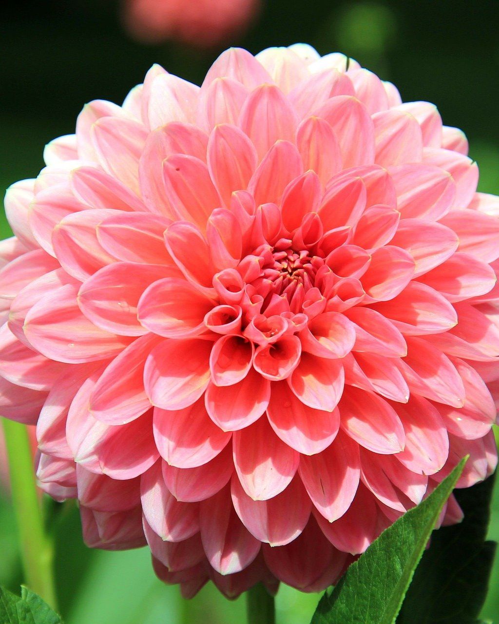 Biodiversidad de México | Genially