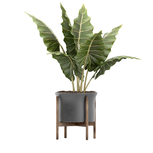 SVT - MES COURS | Genially