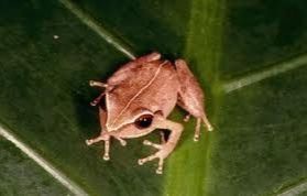 La canción verde | Genially