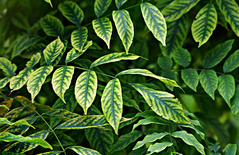 Y1. VOCABULARY NATURAL SCIENCE U1 | Genially