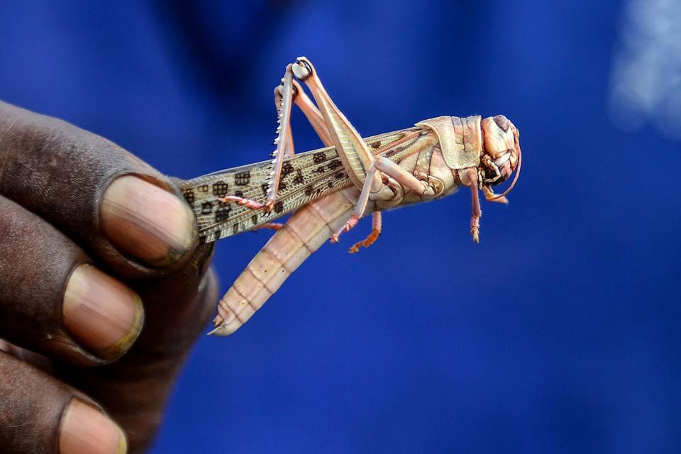 Infographic Things Fall Apart | Genially