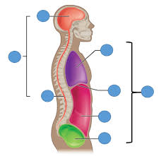 Anatomía De Las Cavidades Corporales Clase 2 Cavidades Corporales