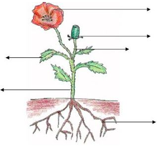 PARTES DE LAS PLANTAS