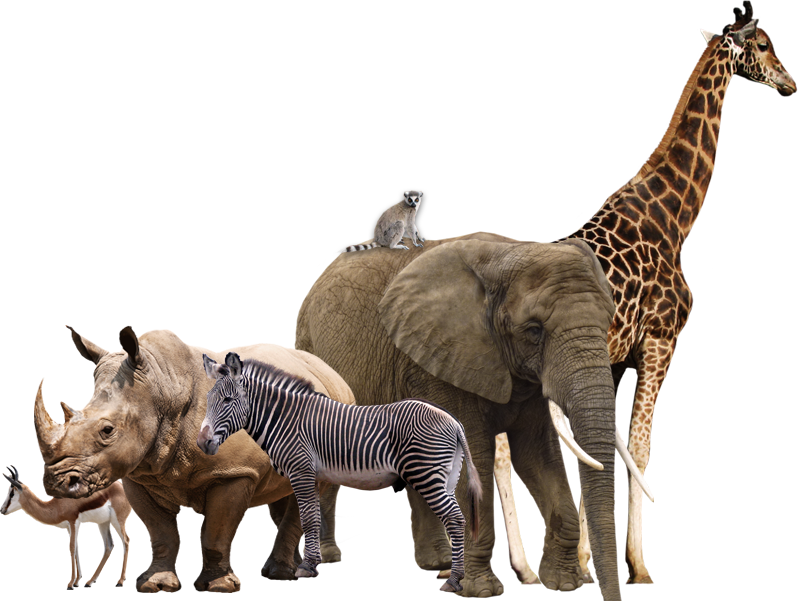 INFOGRAPHY THE ANIMALS
