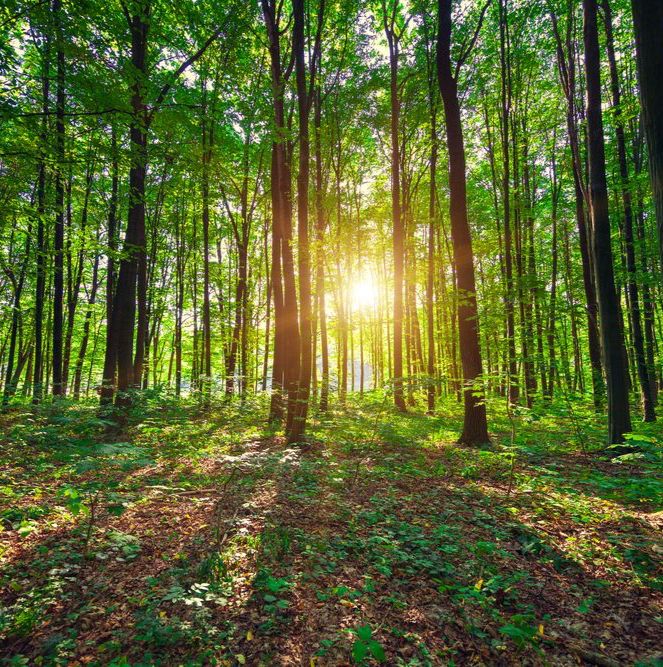 Les enjeux de la forêt | Genially