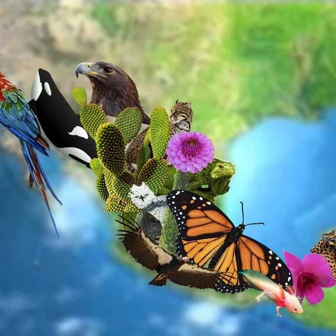 México y su biodiversidad | Genially