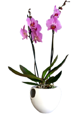 Les mélanges 6e | Genially