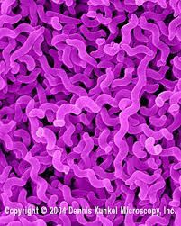 Mapa conceitual sobre bactéria | Genially