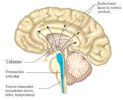 Bloques de Luria | Genially