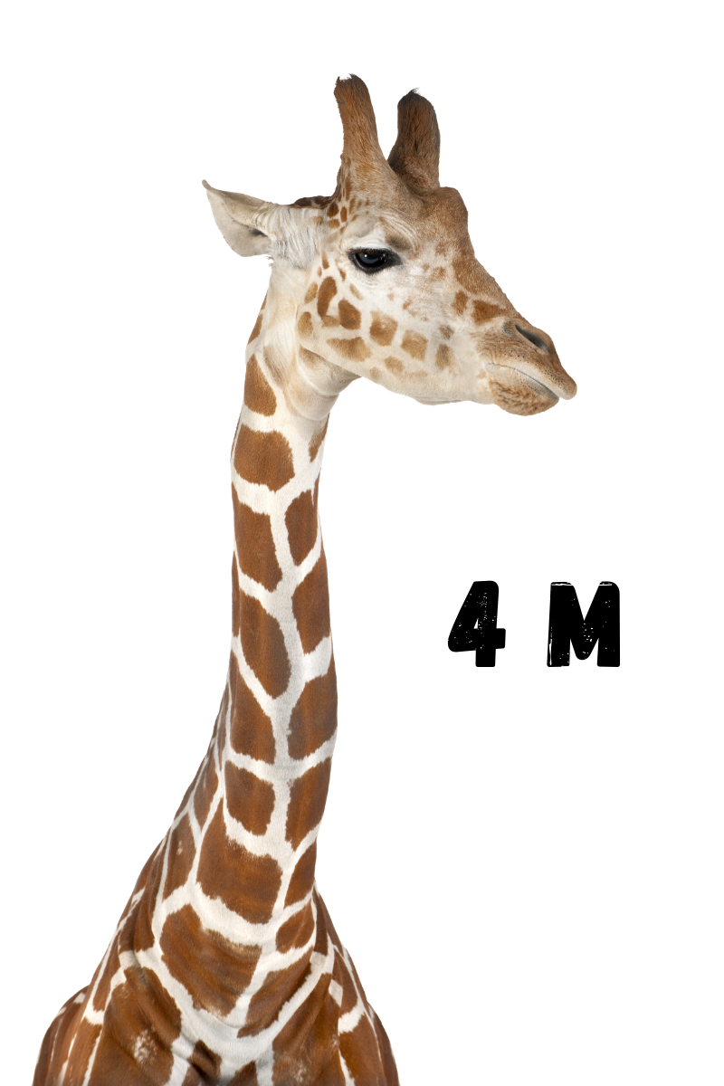 METRO MEMORY | Genially