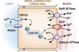 Urinary System | Genially