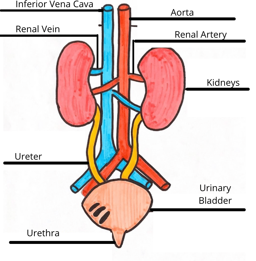 Urinary System | Genially
