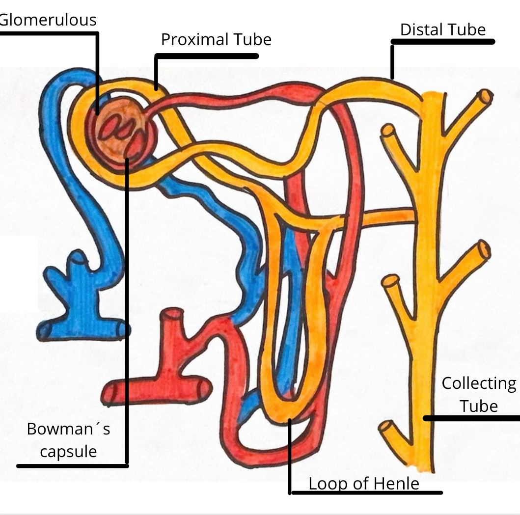 Urinary System | Genially