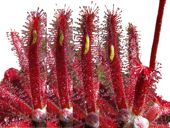 El Crecimiento De Las Plantas