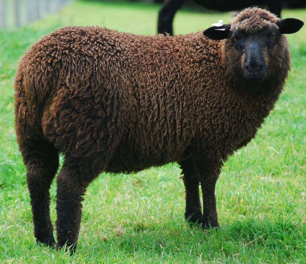 Infografia O&C | Genially