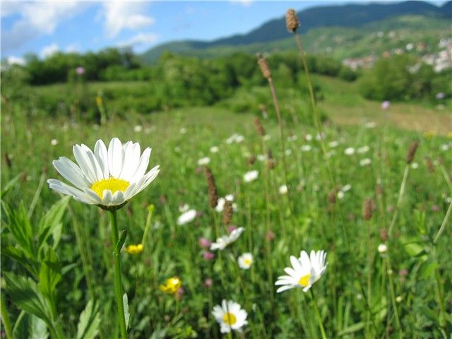 Životna zajednica LIVADA | Genially