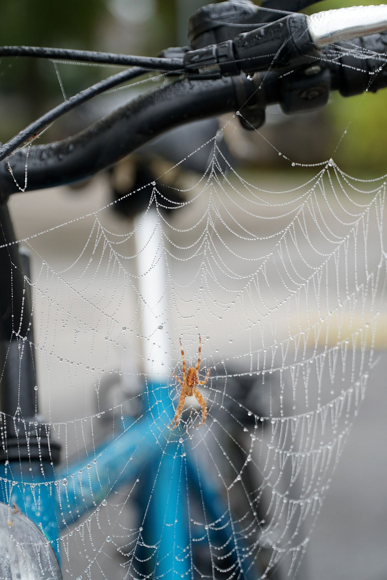 Pajączek na rowerze lekcja 2 | Genially