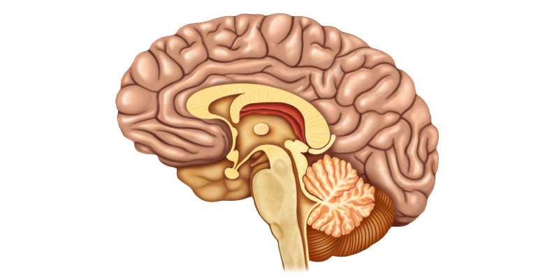 MAPA MENTAL CEREBRO | Genially
