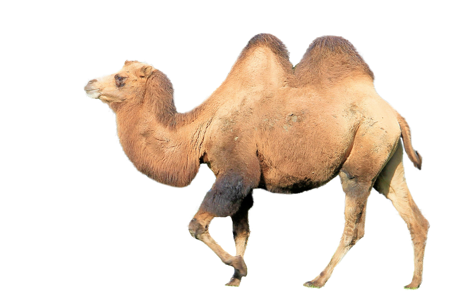 Zoo animals | Genially