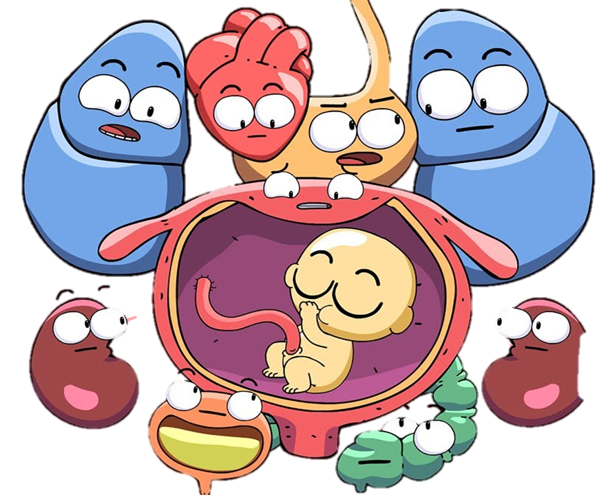 CAMBIOS FISIOLOGICOS EN EL EMBARAZO | Genially