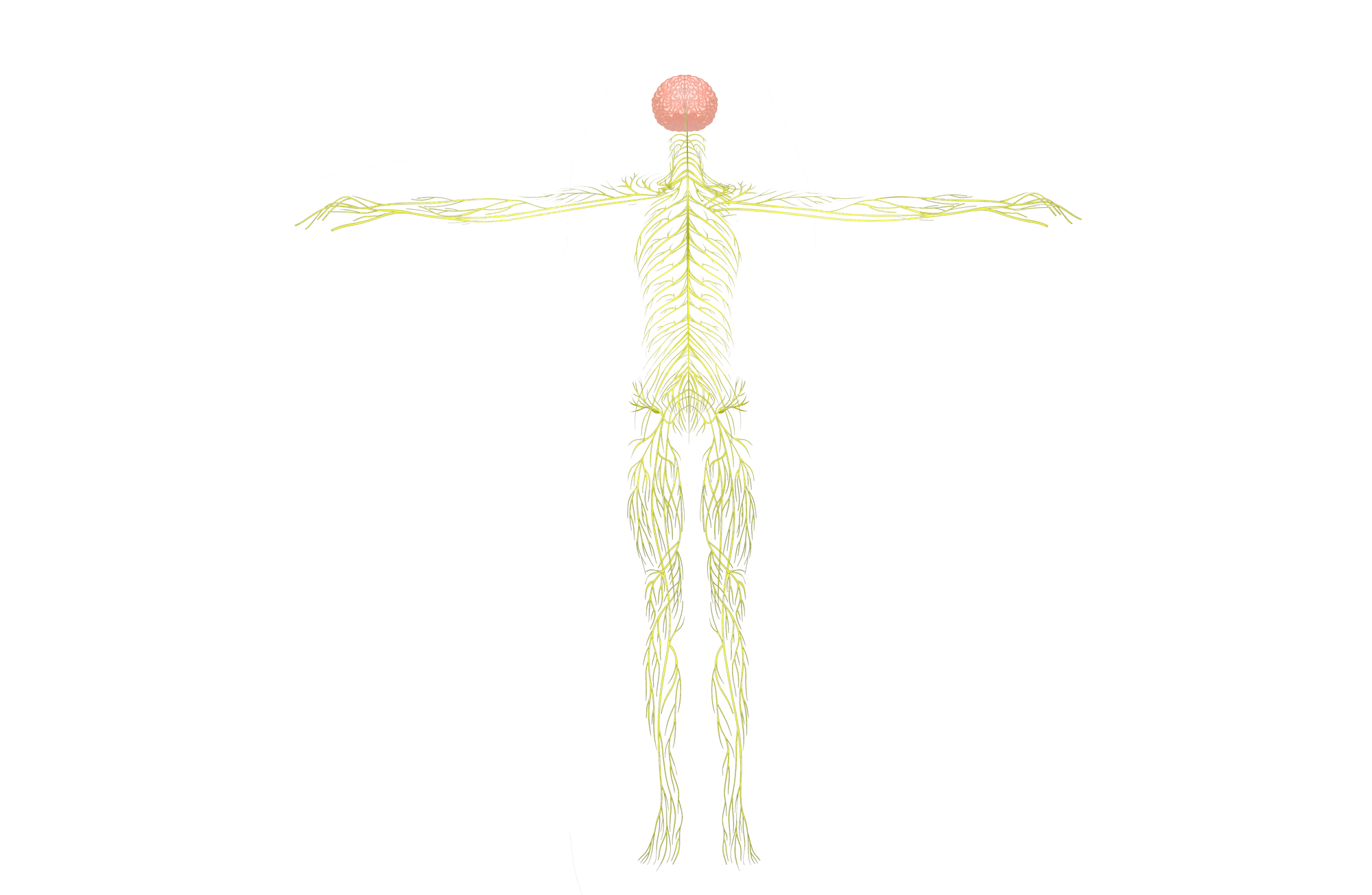 Estructura del sistema nervioso central (SNC) | Genially