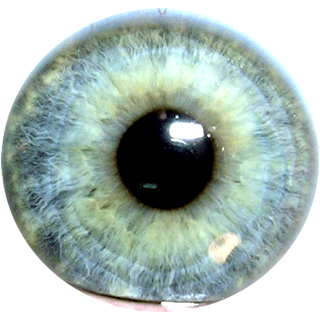 Sciences physiques | Genially