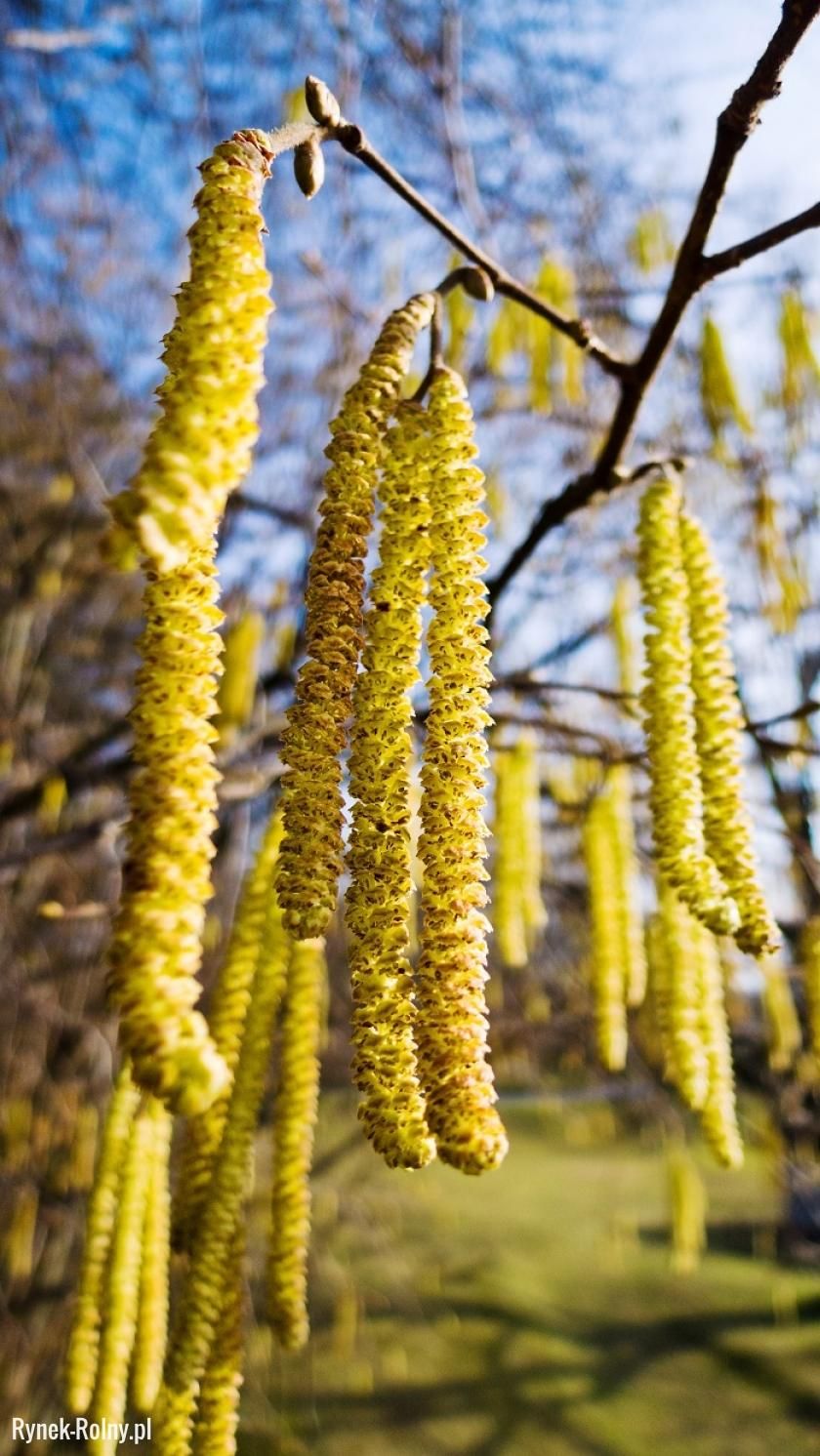 wiosenne kwiaty kl.2 | Genially