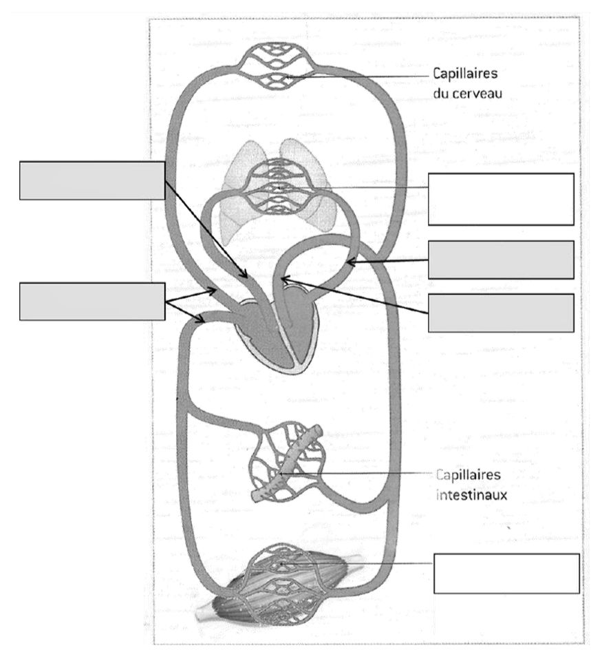Trajet du sang dans l'appareil cardiovasculaire | Genially