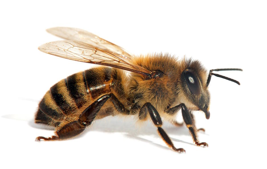 bees | Genially