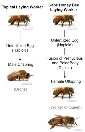 bees | Genially