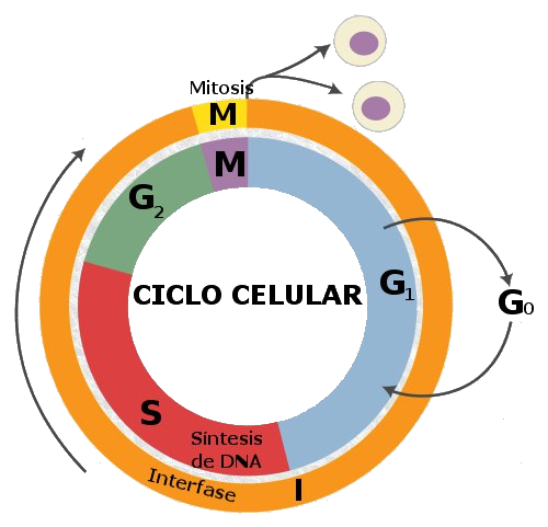 LAS CLAVES DE LA VIDA | Genially