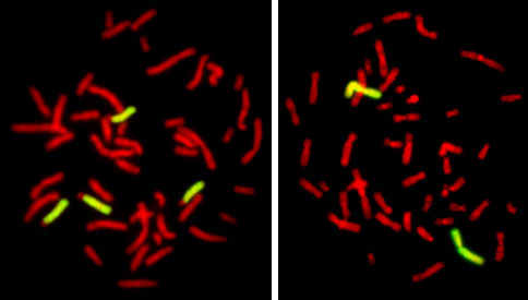 Técnica FISH | Genially