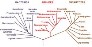 Classification | Genially