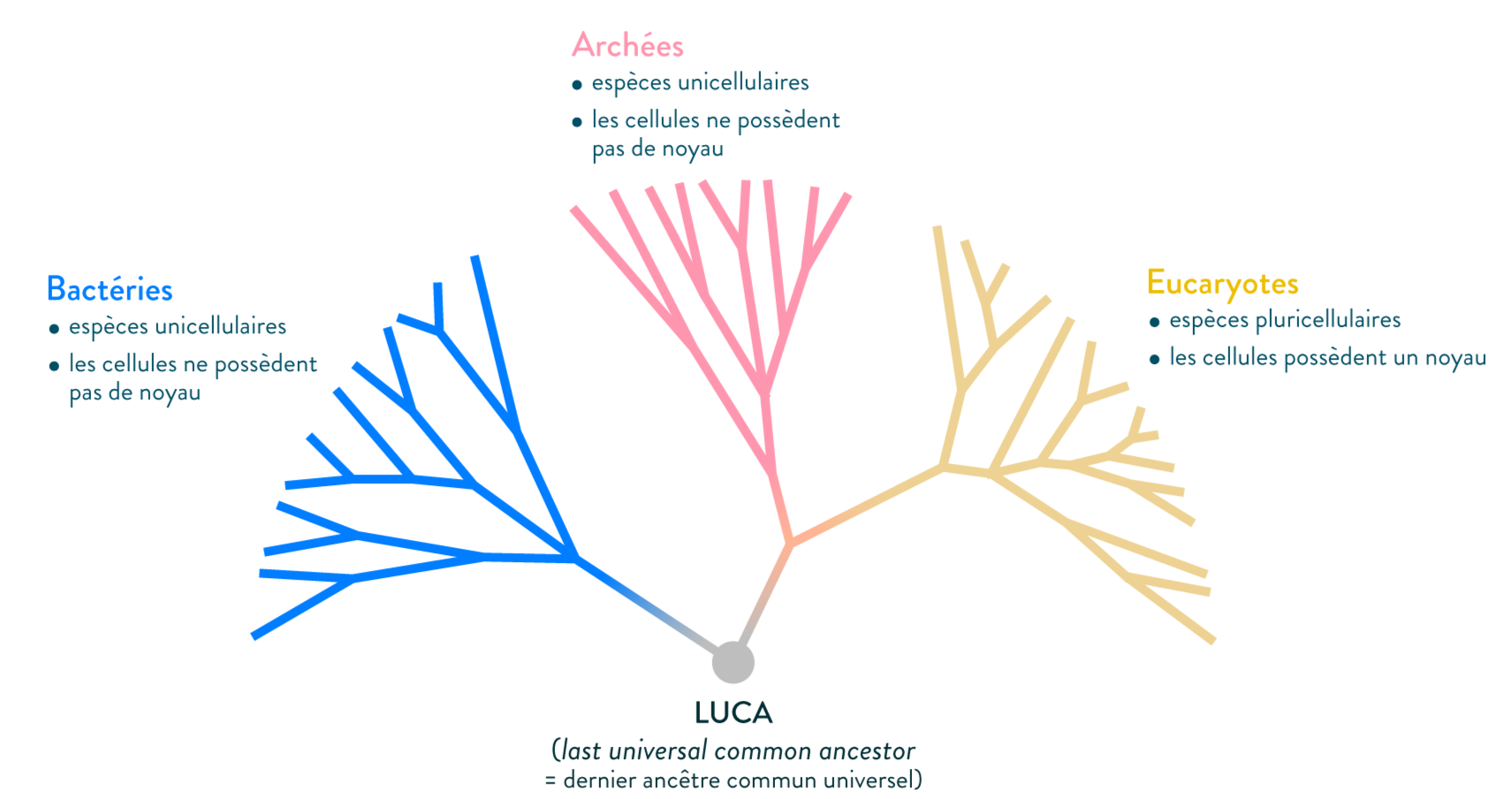 Classification | Genially