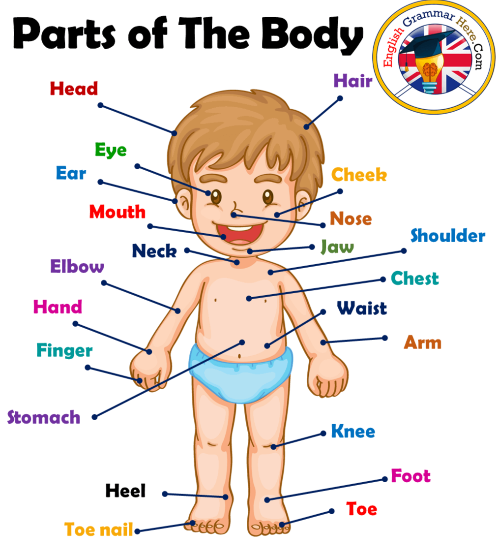 PARTS OF THE BODY | Genially