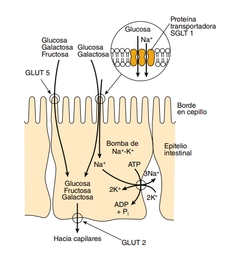 DIGESTION Y ABSORCION DE LOS CARBOHIDRATOS | Genially
