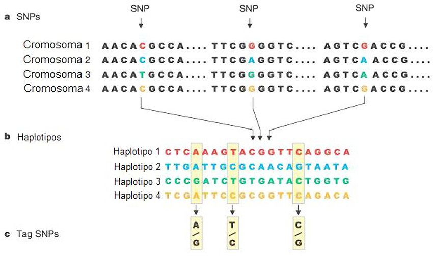 PROYECTO HAPMAP | Genially