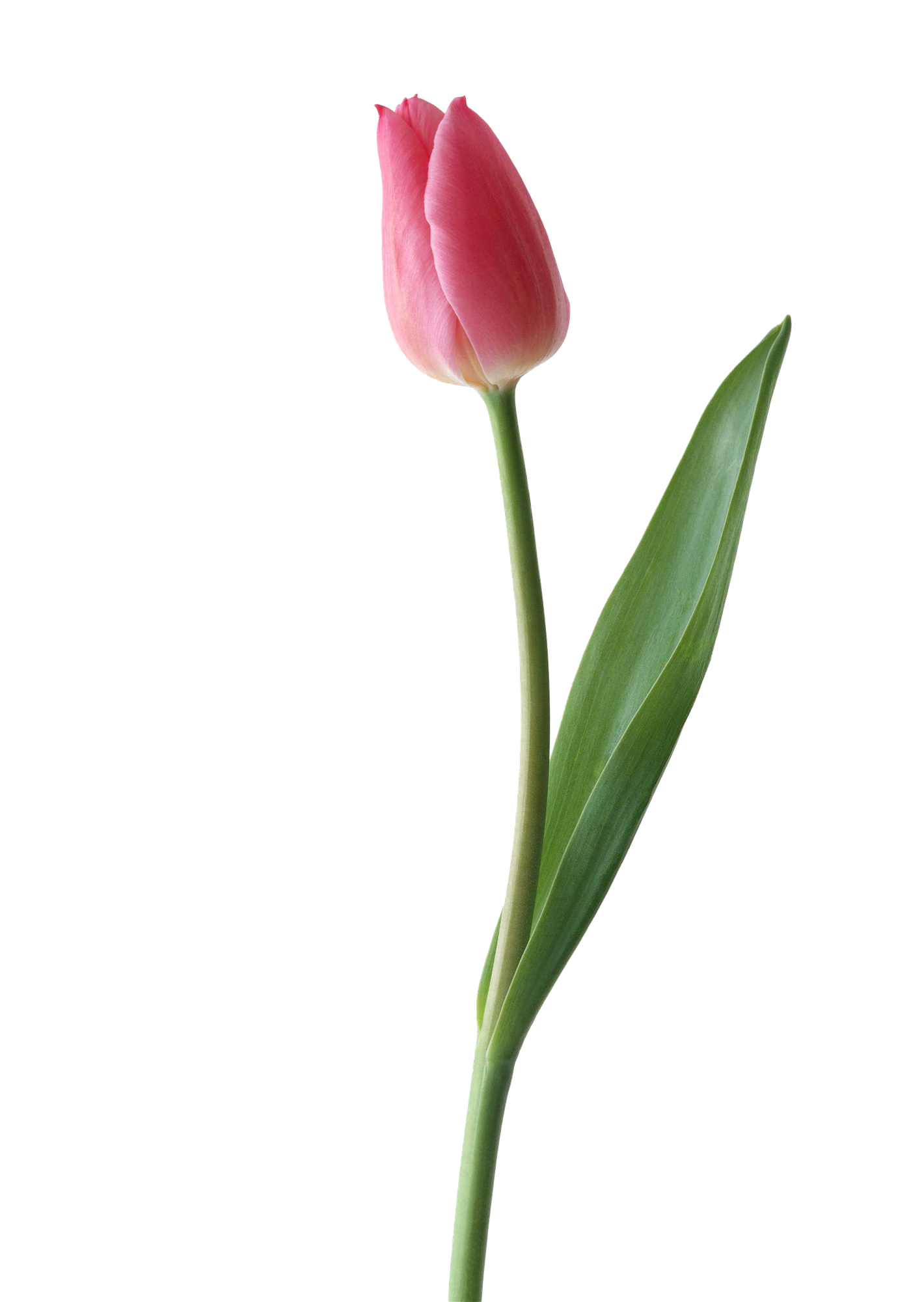 Zwiastuny wiosny klasa 2c | Genially