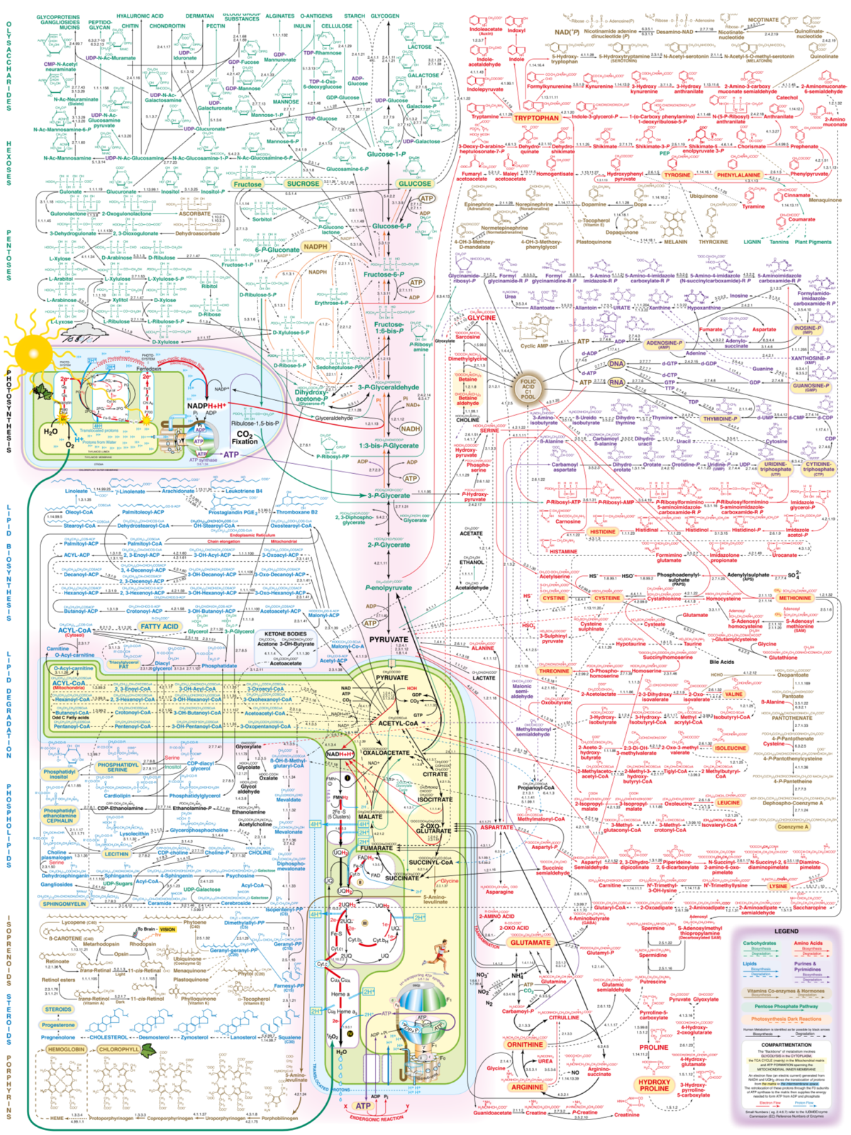 Mapa Metabólico | Genially