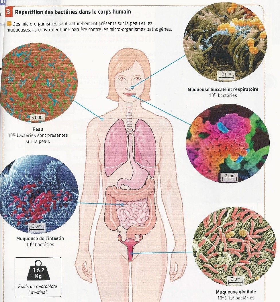 Découverte du microbiote | Genially
