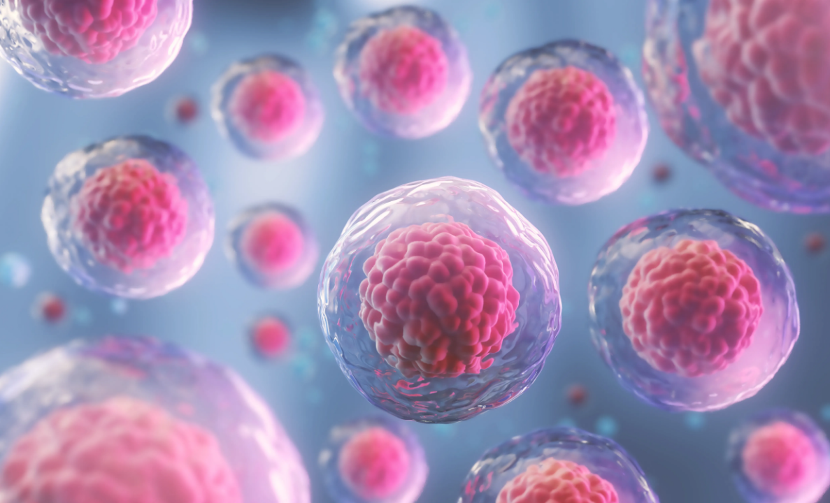 La mitose 3ème | Genially