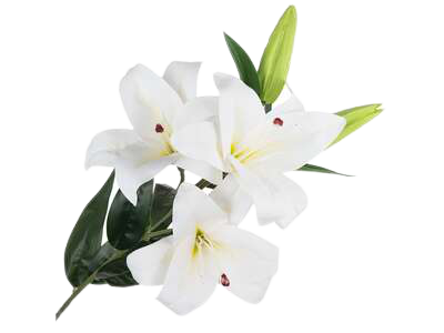 Copy - Lilije | Genially