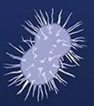 TEK HÜCRELİLER | Genially