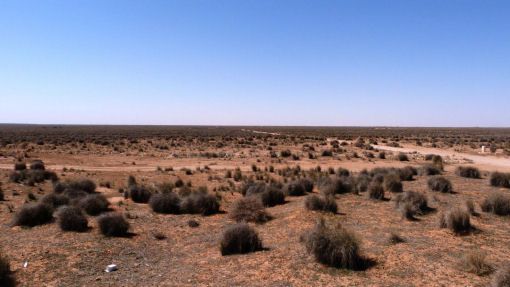 TOPO CANGURO (Maia Candela)