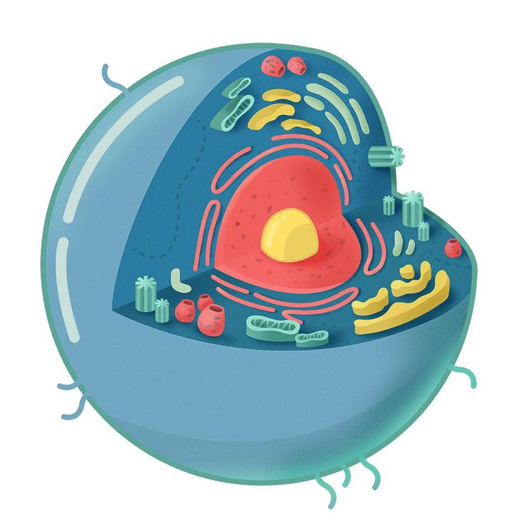 LA CÉLULA | Genially