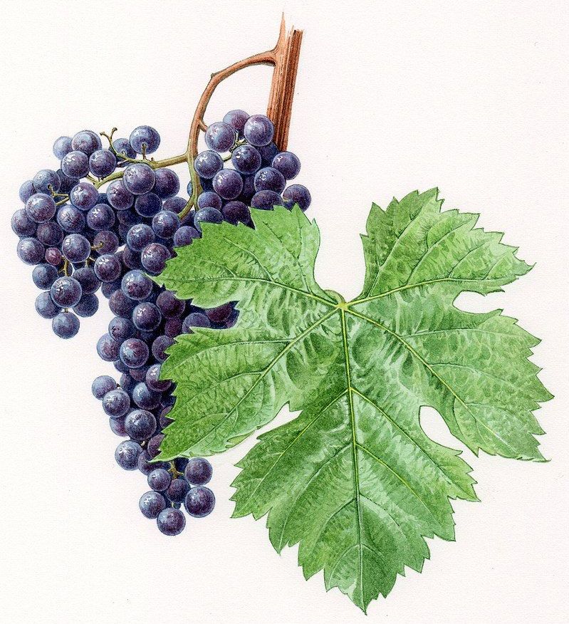 Jeu des cépages - Vignobles Chéneau | Genially