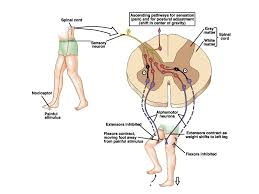 MAPA MENTAL_ TIPO DE REFLEJOS | Genially